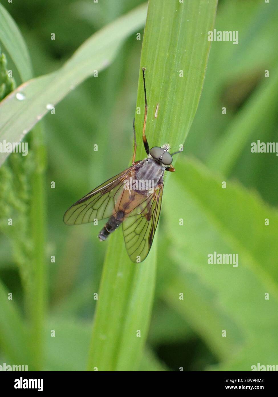 Large Fleck-winged Snipefly (Rhagio notatus), Insecta, Tartu, Estonia ...