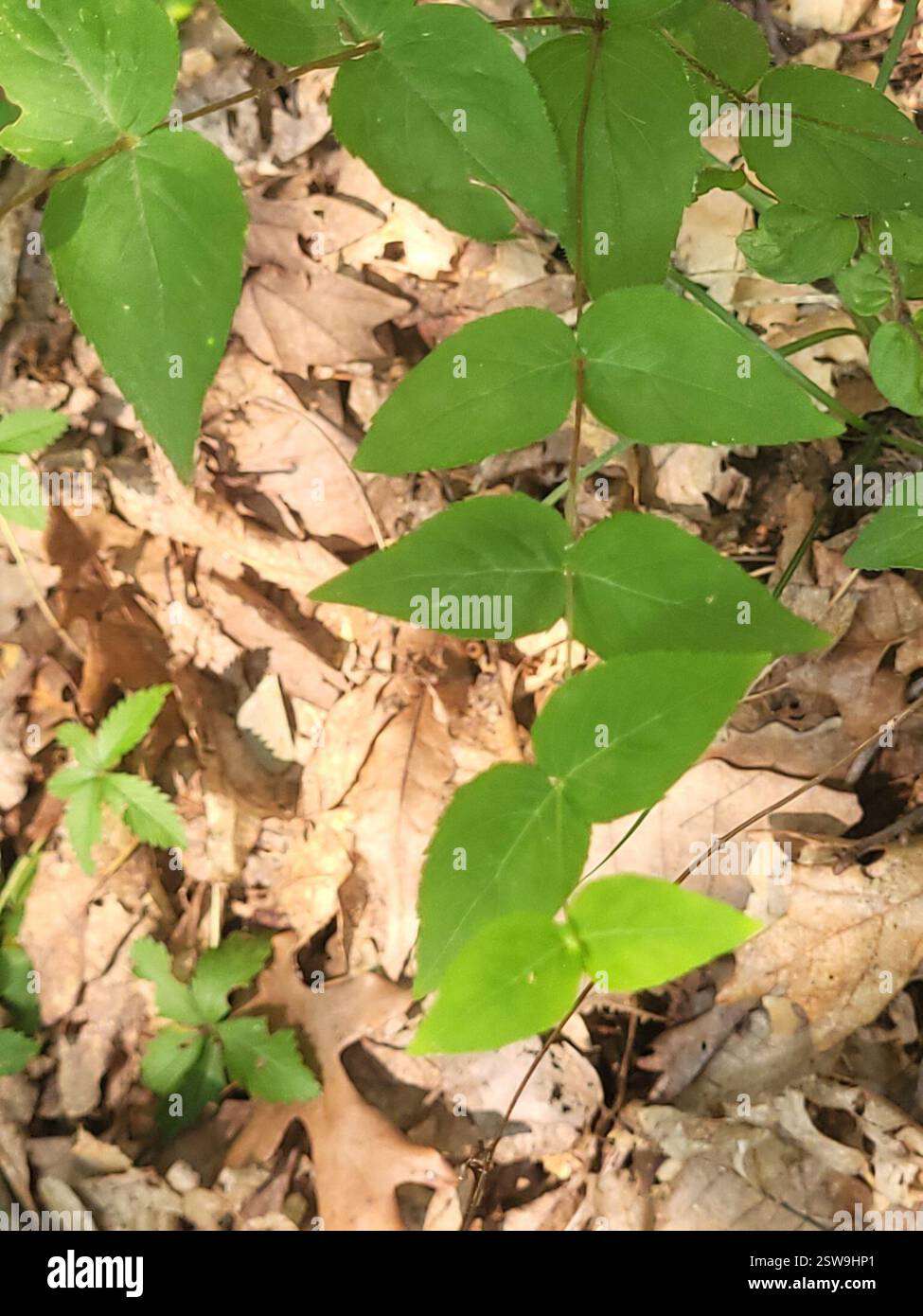 common dittany (Cunila origanoides), Plantae, Fox Chase, KY 40165, USA ...