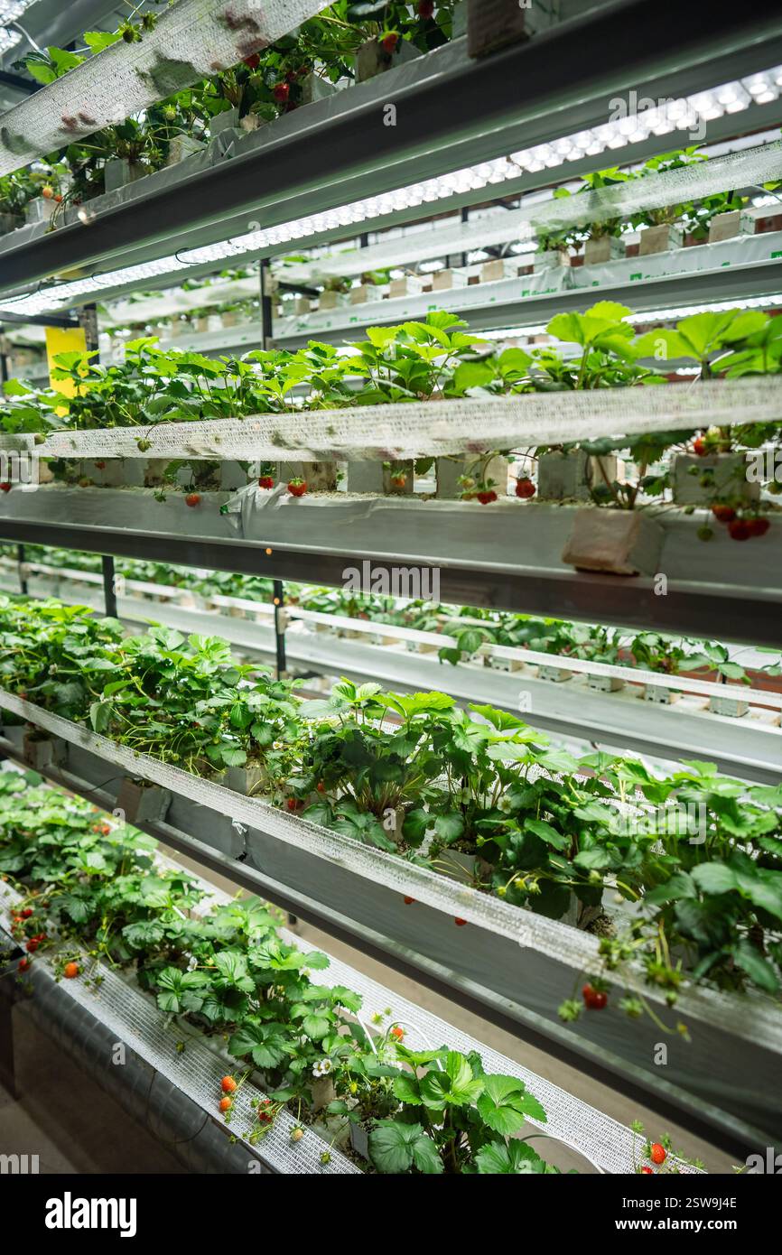 Producing and cultivation Strawberry Polka in inisolated greenhouse ...