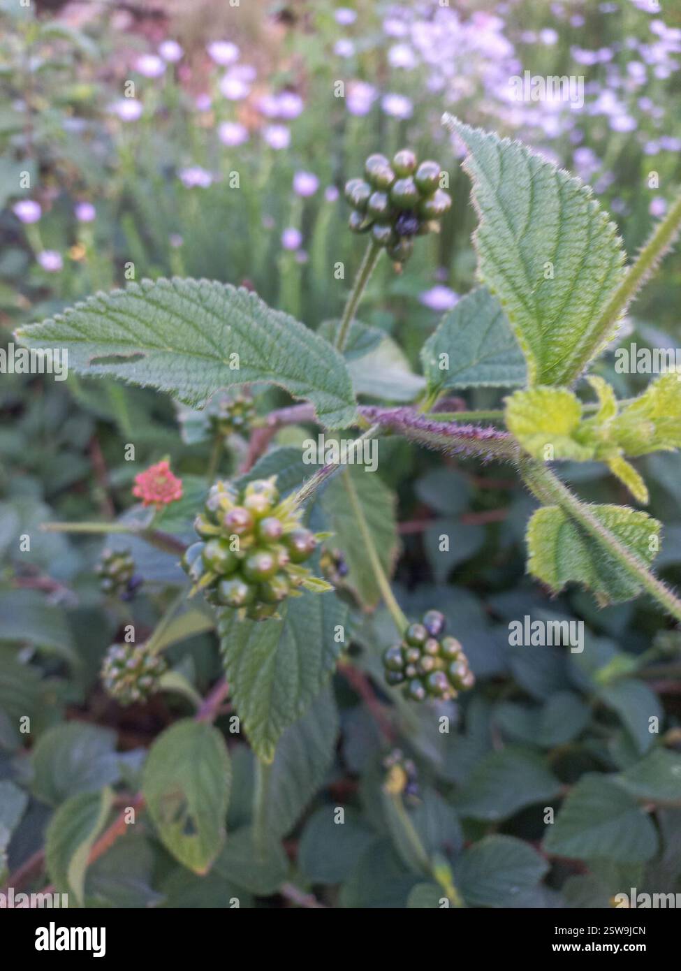 common lantana (Lantana camara), Plantae, Simon's Town, Cape Town, 7975 ...