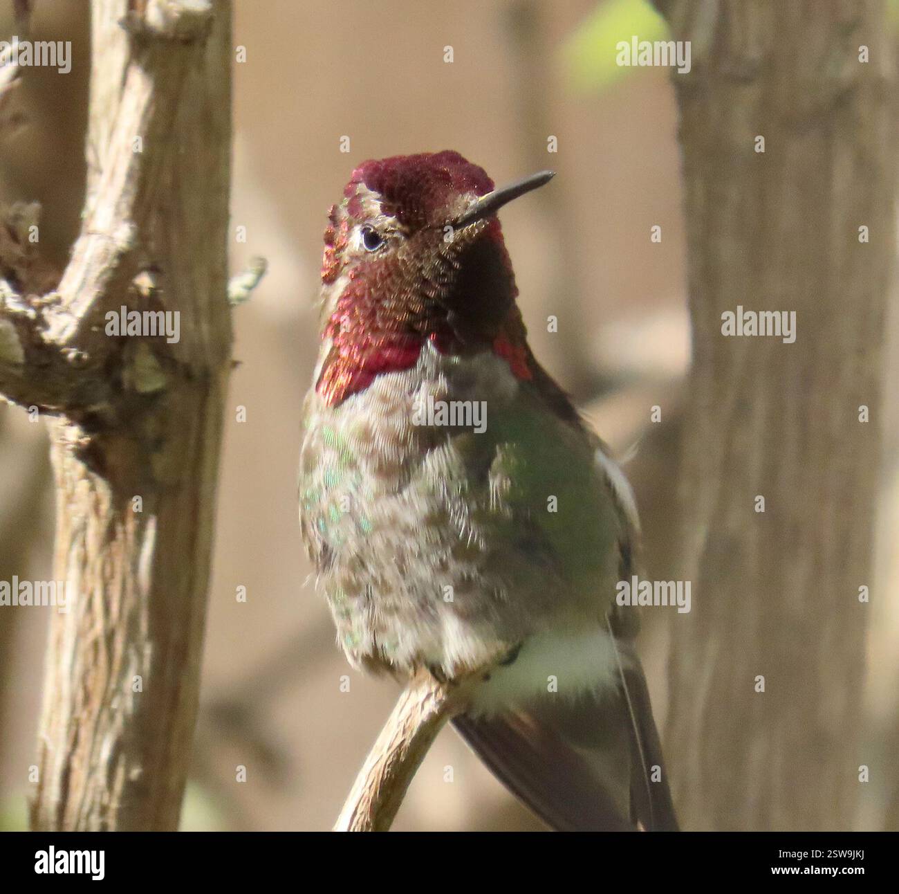 Anna's Hummingbird (Calypte anna), Aves, Country Park Rd, Salinas, CA ...