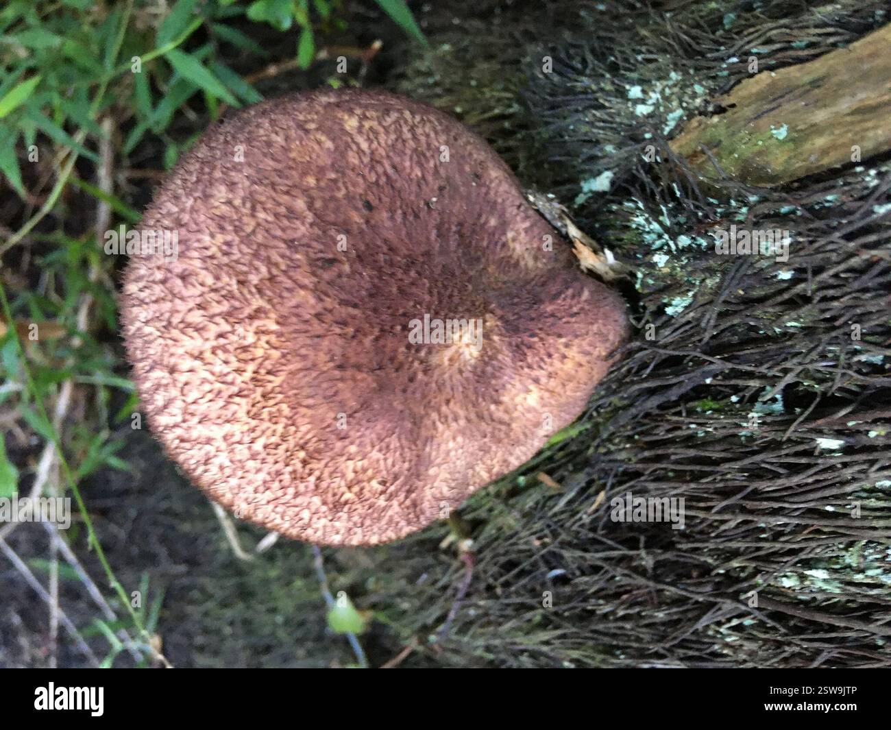 (Tricholomopsis), Fungi, Kauri Park neighbourhood, Birkenhead, Auckland ...