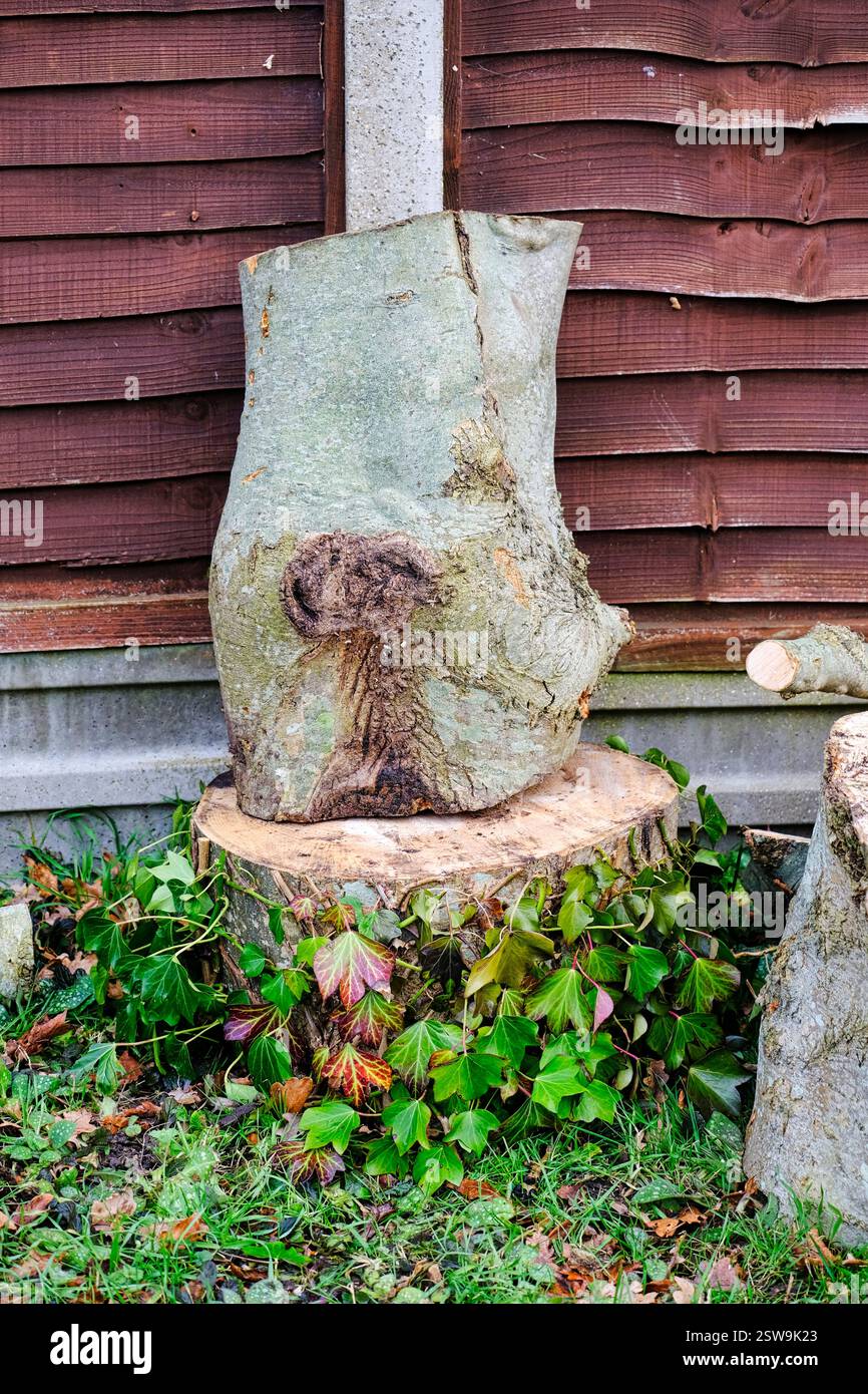 Pile cut tree hi-res stock photography and images - Alamy