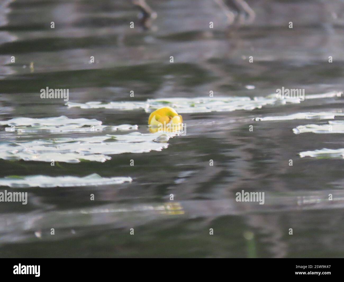 Variegated Yellow Pond-Lily (Nuphar variegata), Plantae, St. Joseph's ...