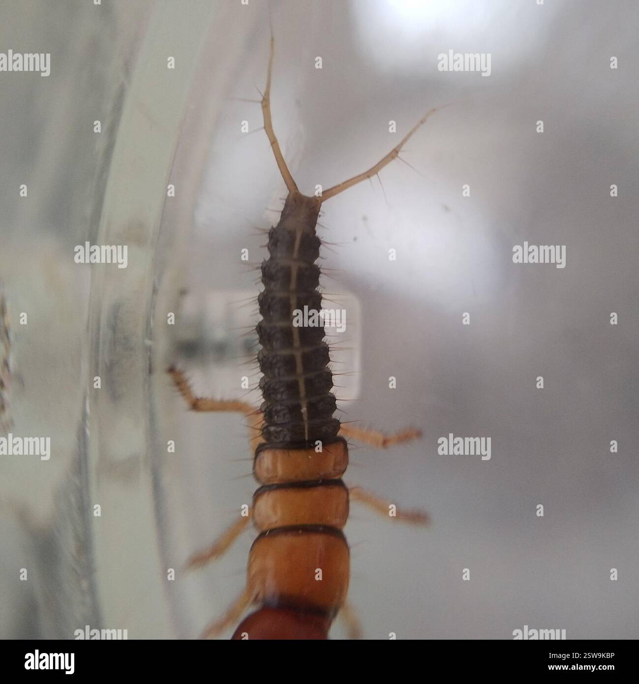(Staphylinus caesareus), Insecta, Kosanin dol, Pancharevo, Bulgaria ...