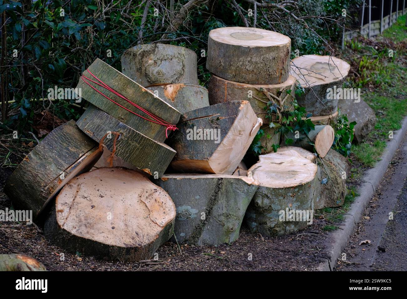 Sawn logs from a cut down tree Stock Photo - Alamy