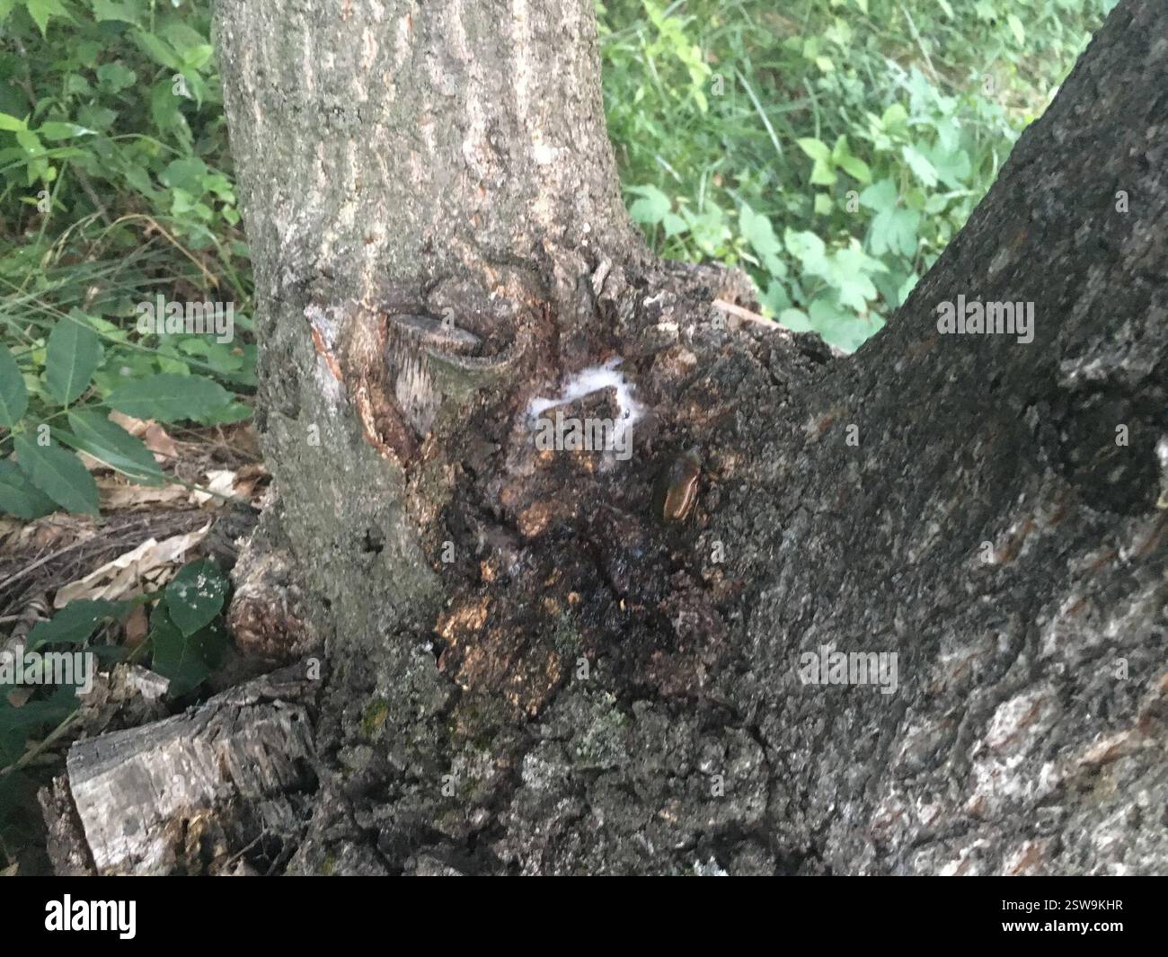 Japanese Drone Beetle (Pseudotorynorrhina japonica), Insecta, Nagano ...
