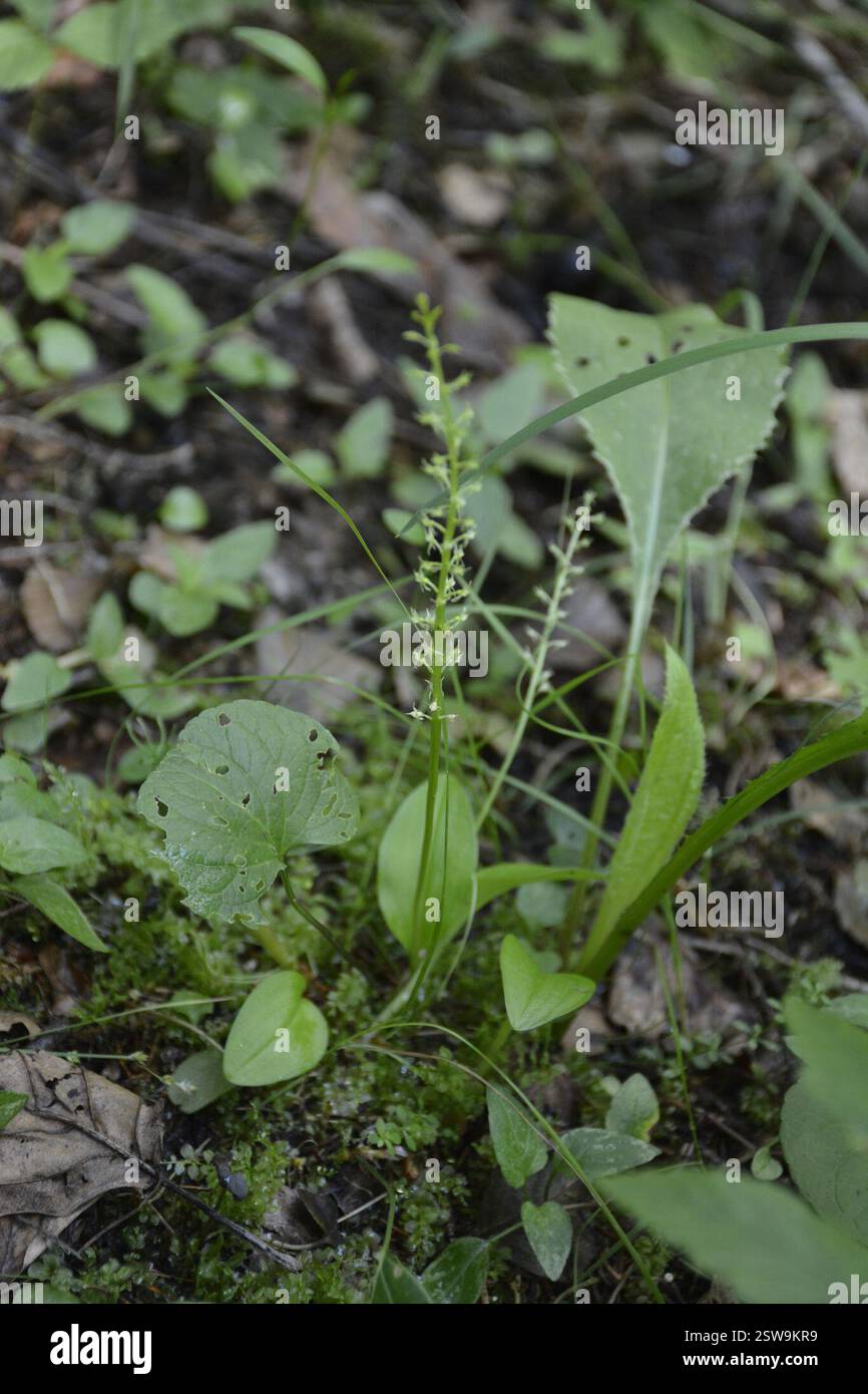 White Adder's Mouth (Malaxis monophyllos), Plantae, Селивановский р-н ...