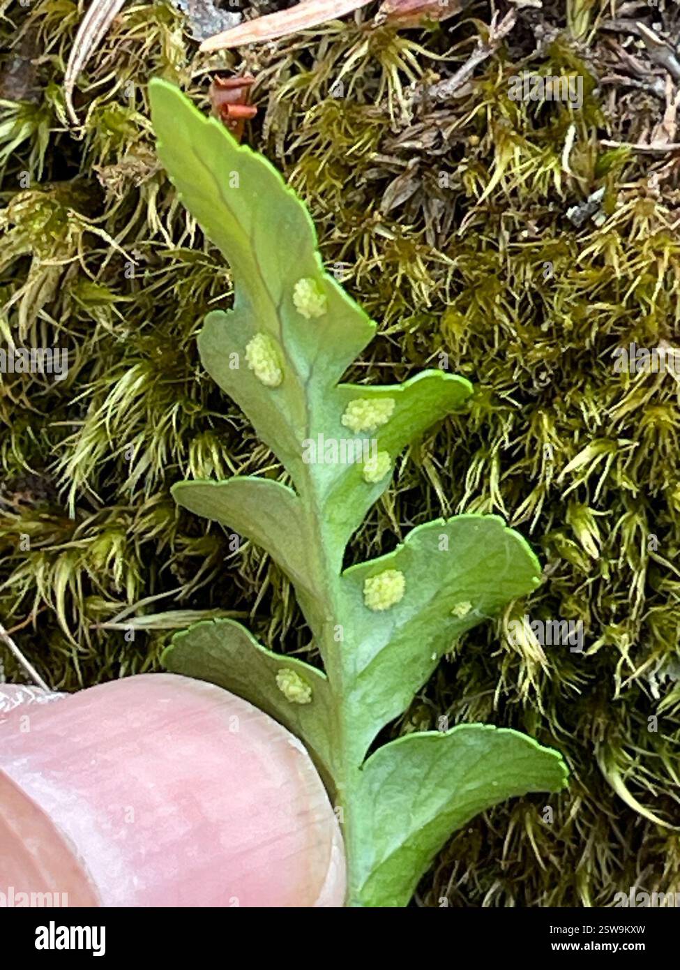 western polypody (Polypodium hesperium), Plantae, Purcell Wilderness ...
