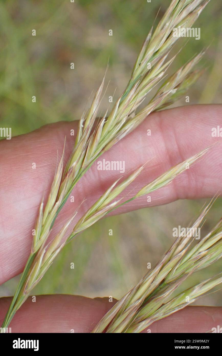 Upright Brome (Bromus erectus), Plantae, Portsmouth, UK, Paulsgrove ...