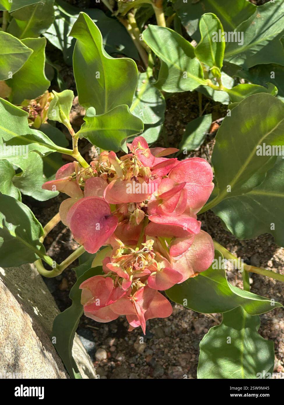 winged dock (Rumex venosus), Plantae, Poudre Canyon Rd, Bellvue, CO, US ...