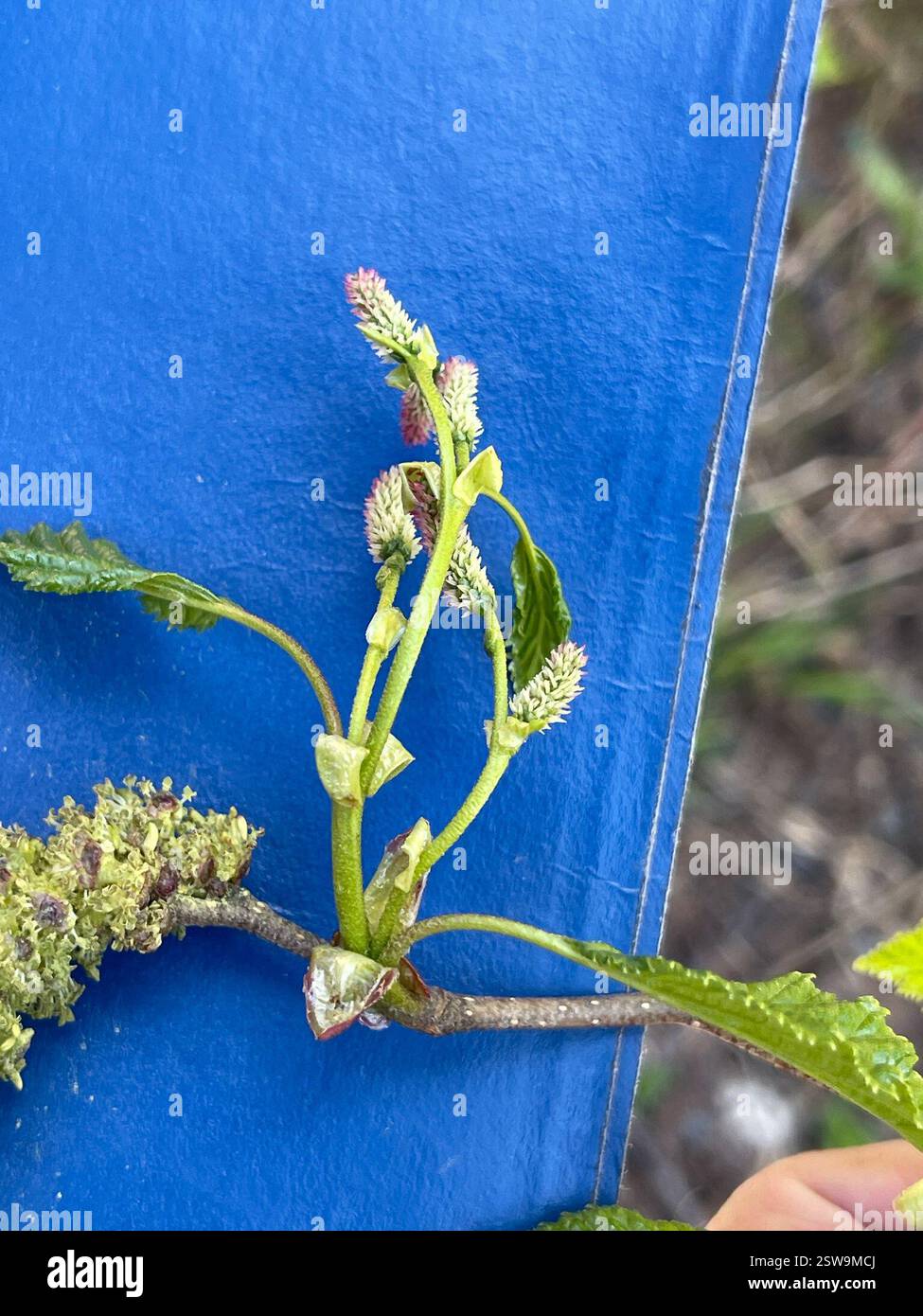 green alder (Alnus alnobetula), Plantae, Cypress Provincial Park, West ...