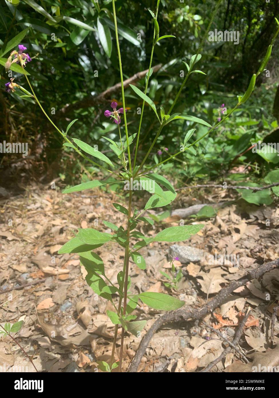 diamond clarkia (Clarkia rhomboidea), Plantae, South Yuba River State ...