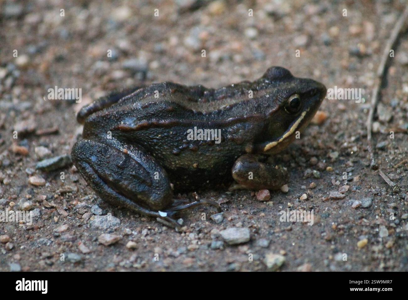 Moor frog finland hi-res stock photography and images - Alamy