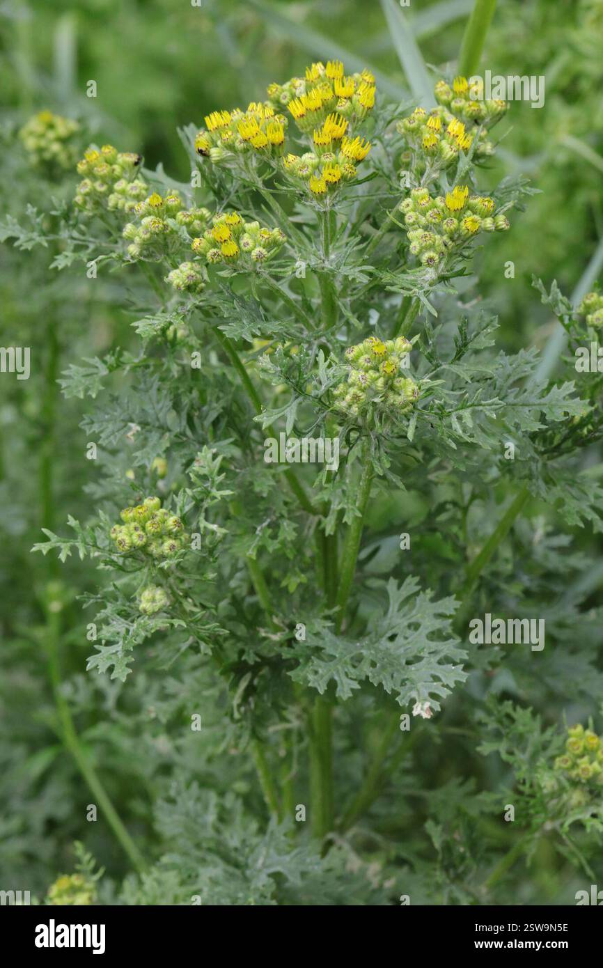 ragwort (Jacobaea vulgaris), Plantae, Sefton Park, Mossley Hill Drive ...