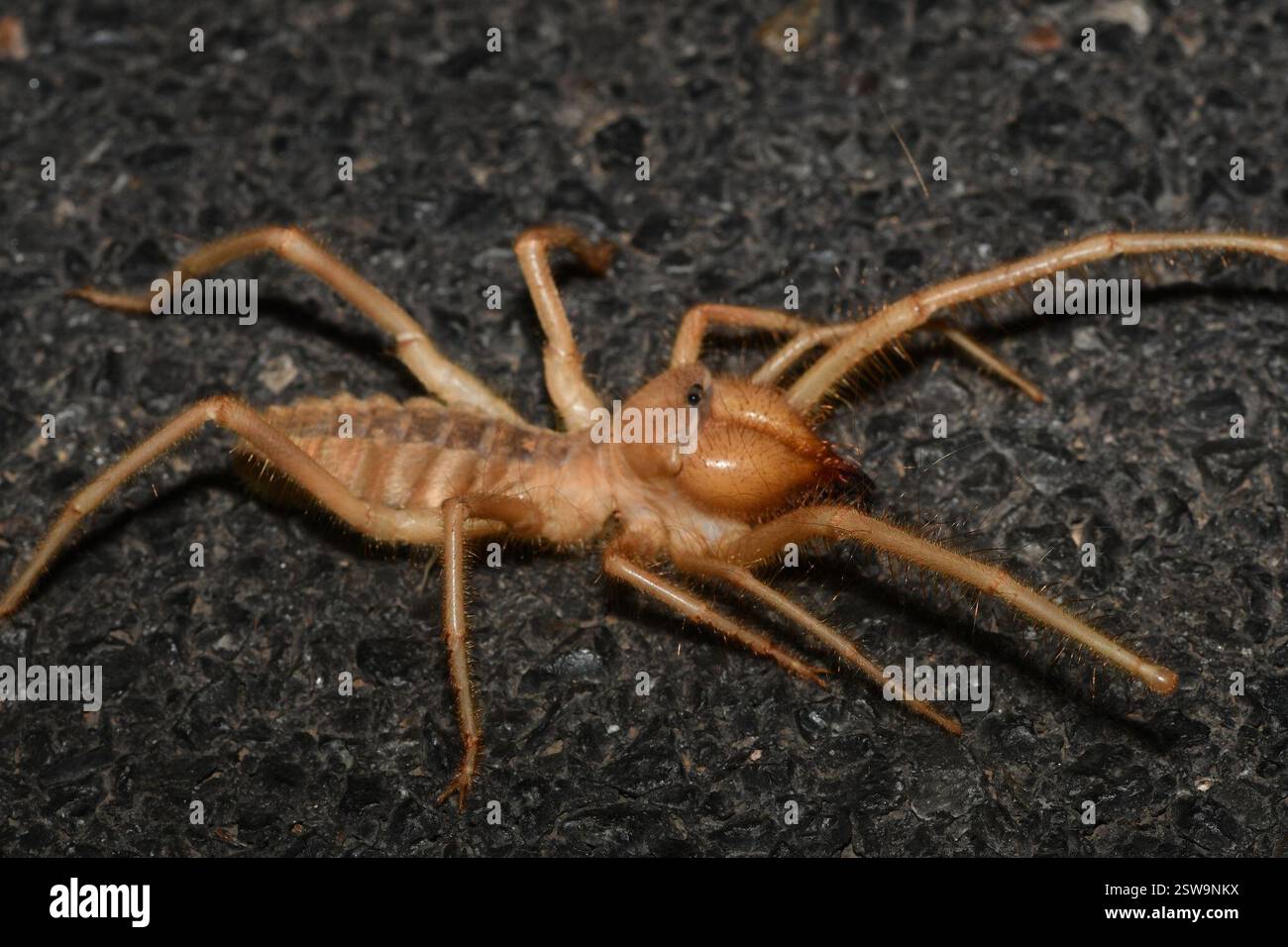Egyptian Giant Solpugid (Galeodes arabs), Arachnida, Province de ...