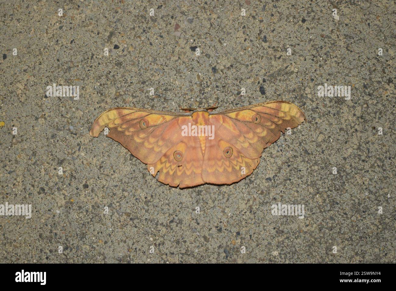 Oak Tasar Silk Moth (Antheraea frithi), Insecta, 中国浙江省杭州市临安区 Stock ...