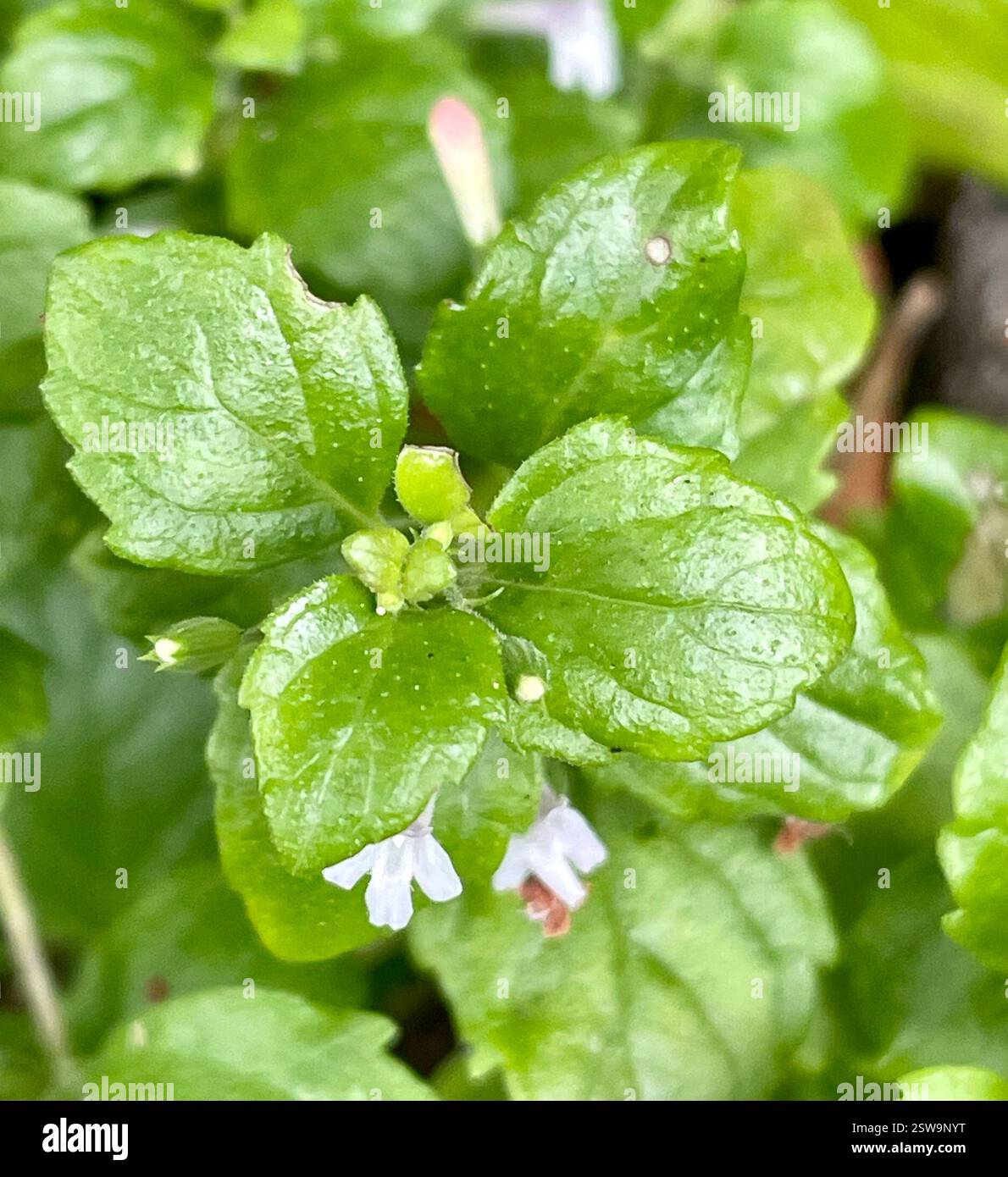 yerba buena (Clinopodium douglasii), Plantae, Rancho San Carlos Rd ...