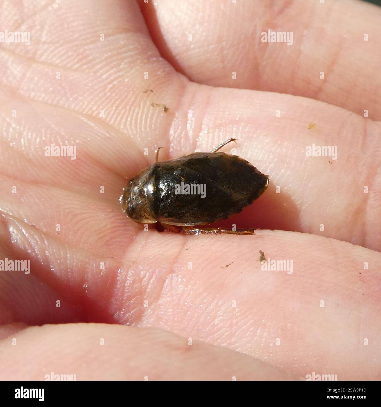 saucer bug (Ilyocoris cimicoides), Insecta, Botanischer Garten der ...