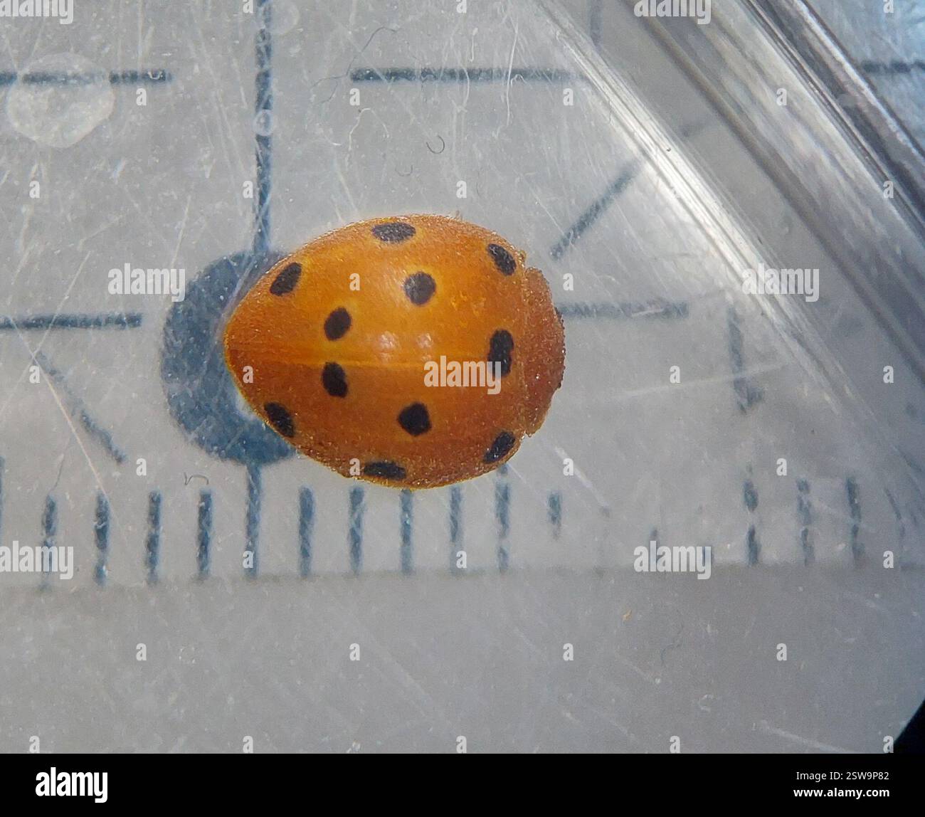 Bryony Ladybird (Henosepilachna argus), Insecta, Offenbach (Main ...