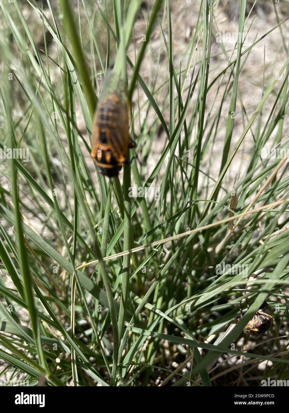 Walking Cicada (Okanagana synodica), Insecta, Estancia, NM, US, Yellow ...