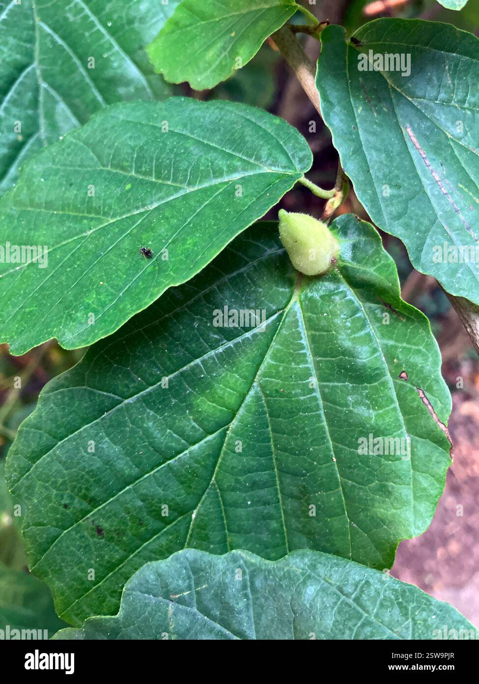 Witch-hazel Cone Gall Aphid (Hormaphis hamamelidis), Insecta, Shepherd ...