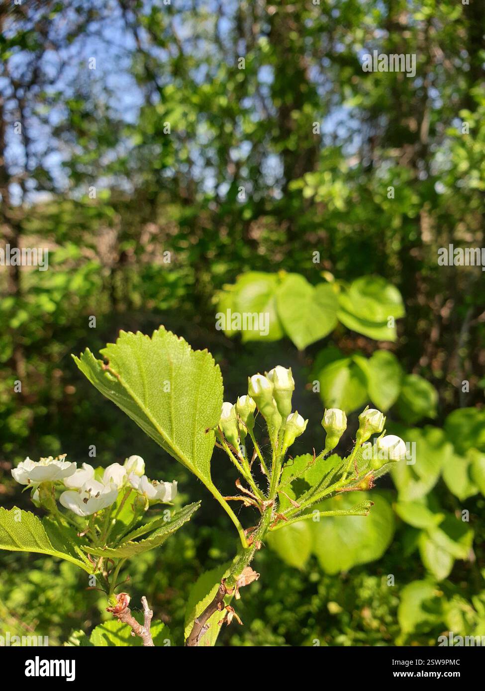 Dodge's Hawthorn (Crataegus dodgei), Plantae, comté de Middlesex, ON ...