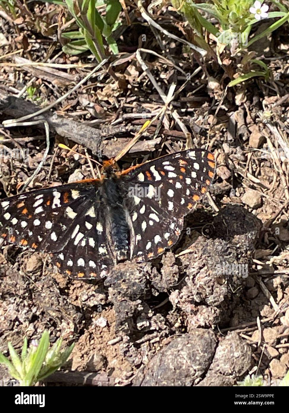 Snowberry Checkerspot (Euphydryas colon), Insecta, Anatone, WA, US ...