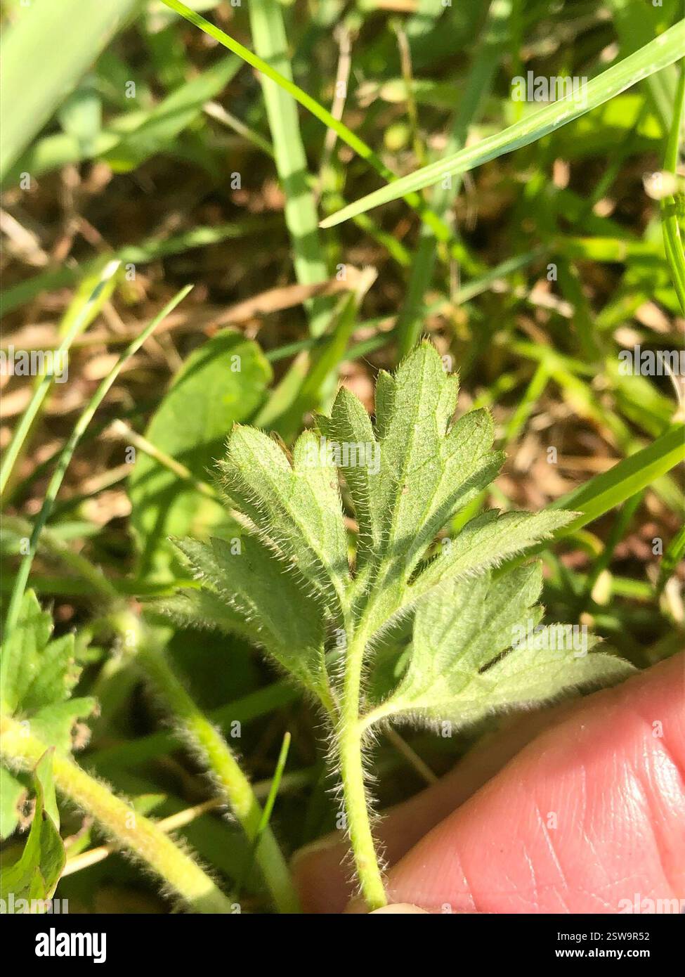 Creeping buttercup (Ranunculus repens), Plantae, Hopton Wafers CP ...