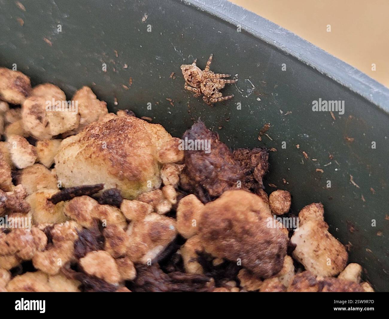 Asiatic Wall Jumping Spider (Attulus fasciger), Arachnida, Chardon ...