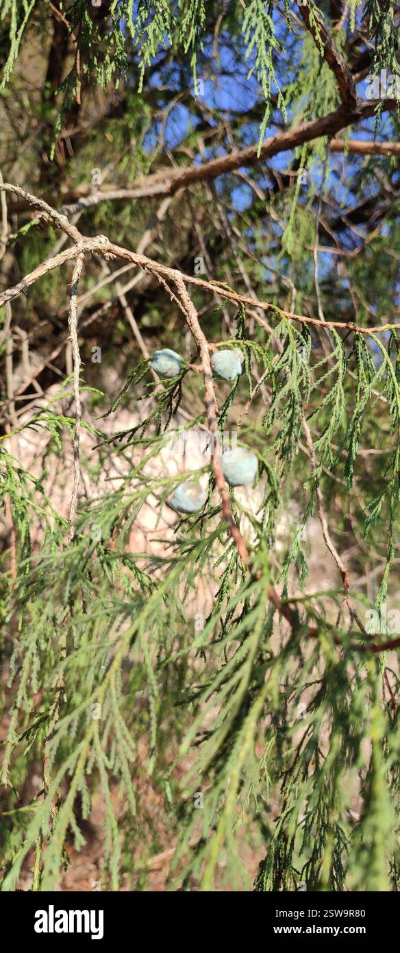 Weeping Juniper (Juniperus flaccida), Plantae, 74386 Pue., México Stock ...
