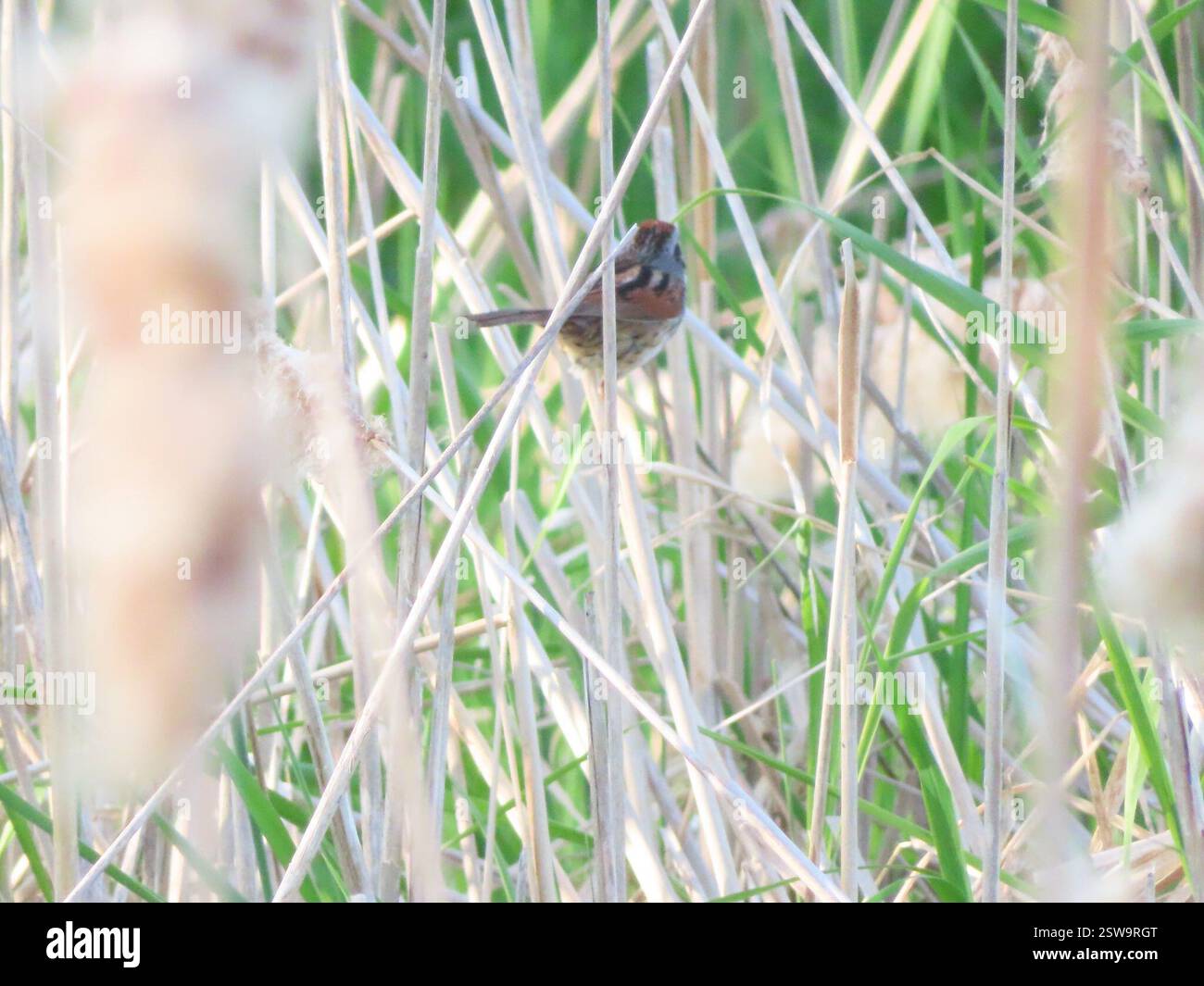 Brookfield swamp hi-res stock photography and images - Alamy