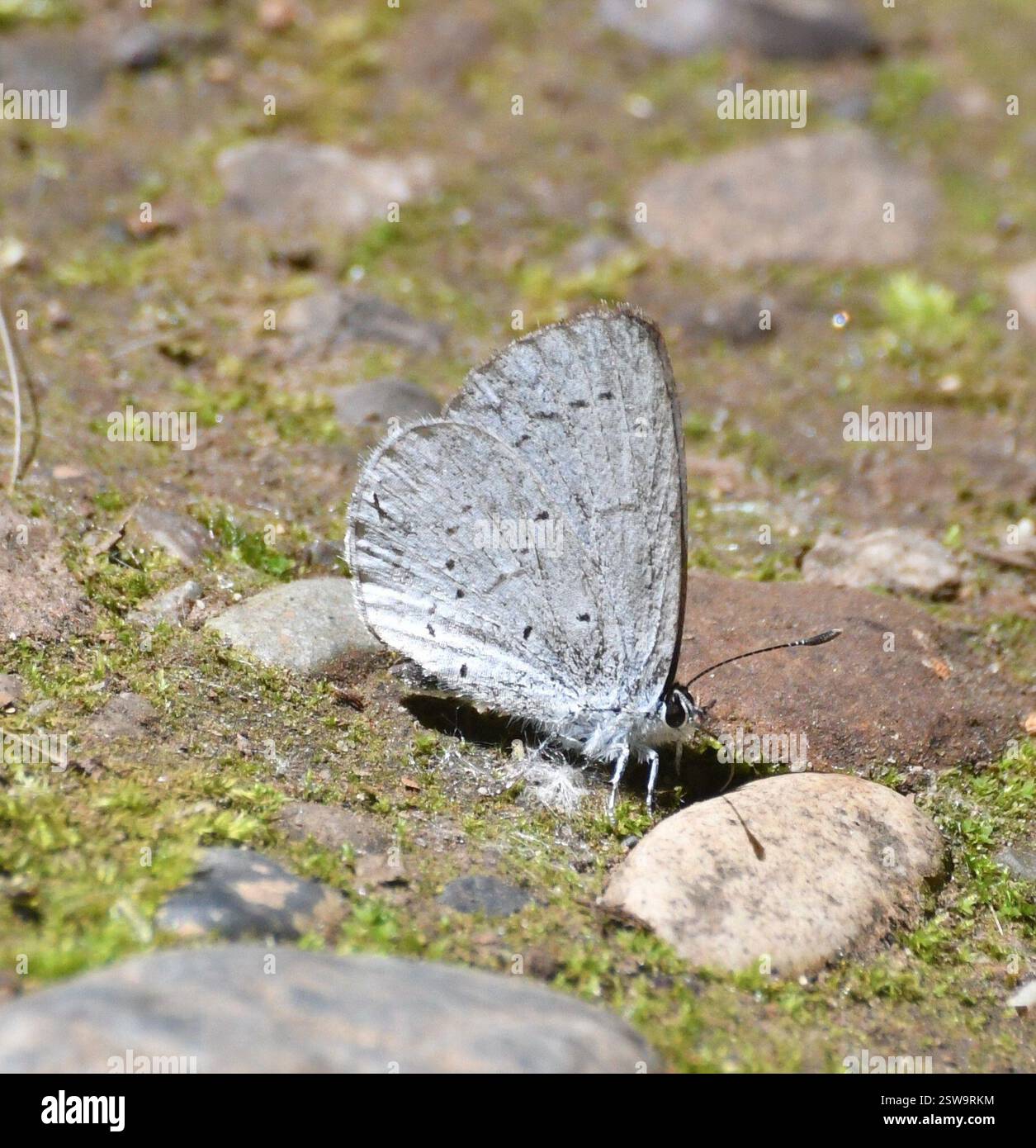 Echo Azure (Celastrina echo), Insecta, Campbell Valley Regional Park ...
