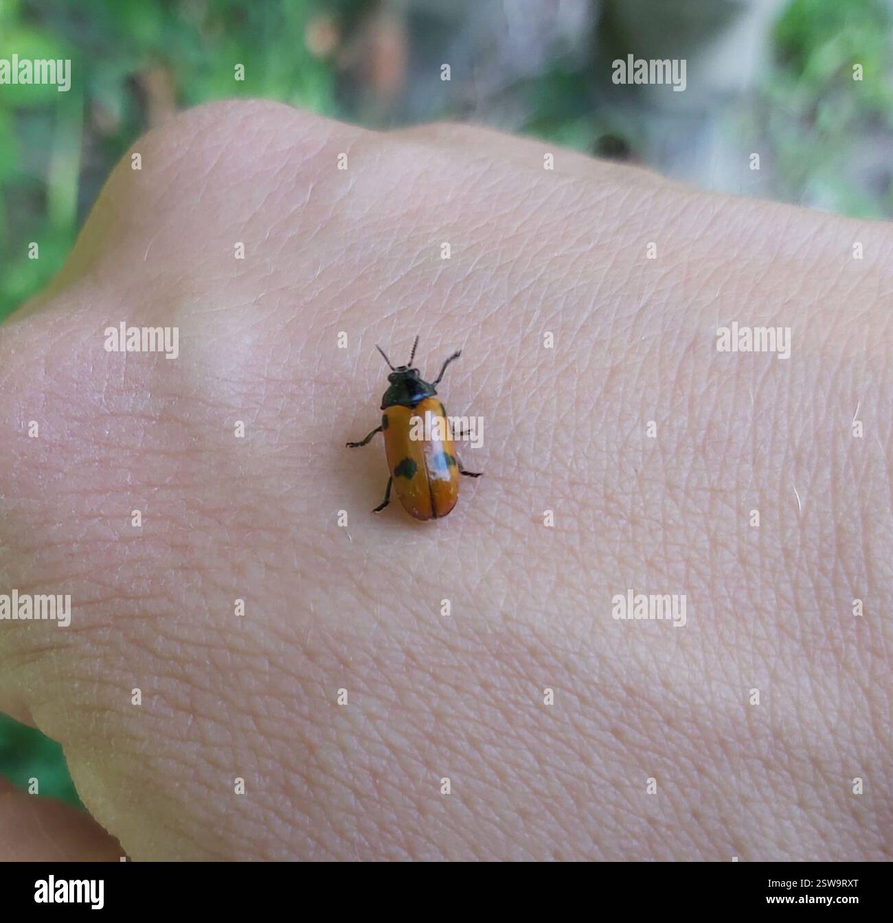 Four Spotted Leaf Beetle (Clytra quadripunctata), Insecta, 18101 ...