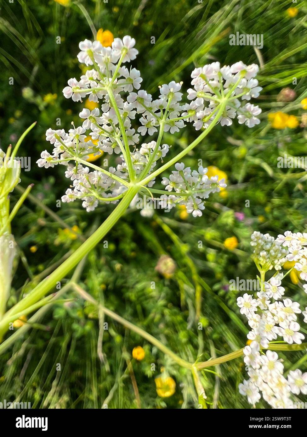 (Apioideae), Plantae, Glamoč, Federacija Bosne i Hercegovine, BA Stock ...