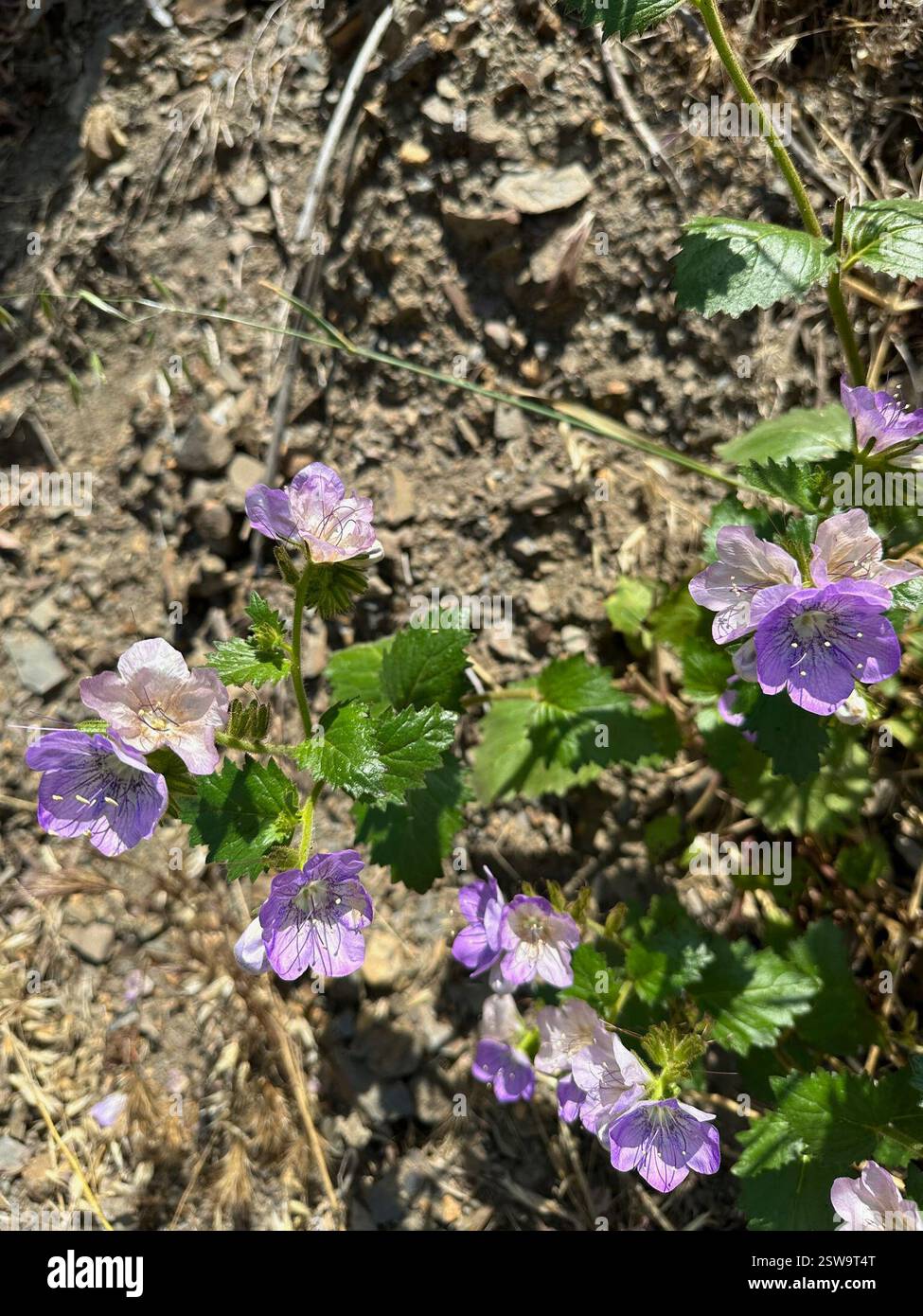 Large-flowered Phacelia (Phacelia grandiflora), Plantae, Getty View ...