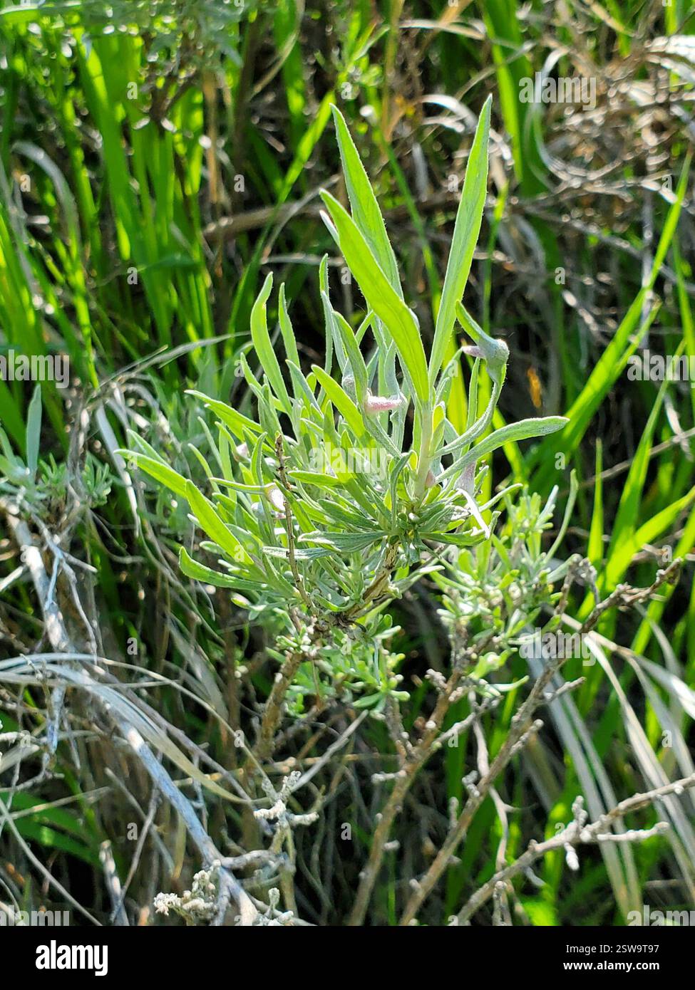 Silver Sagebrush (Artemisia cana), Plantae, Fergus County, MT, USA ...