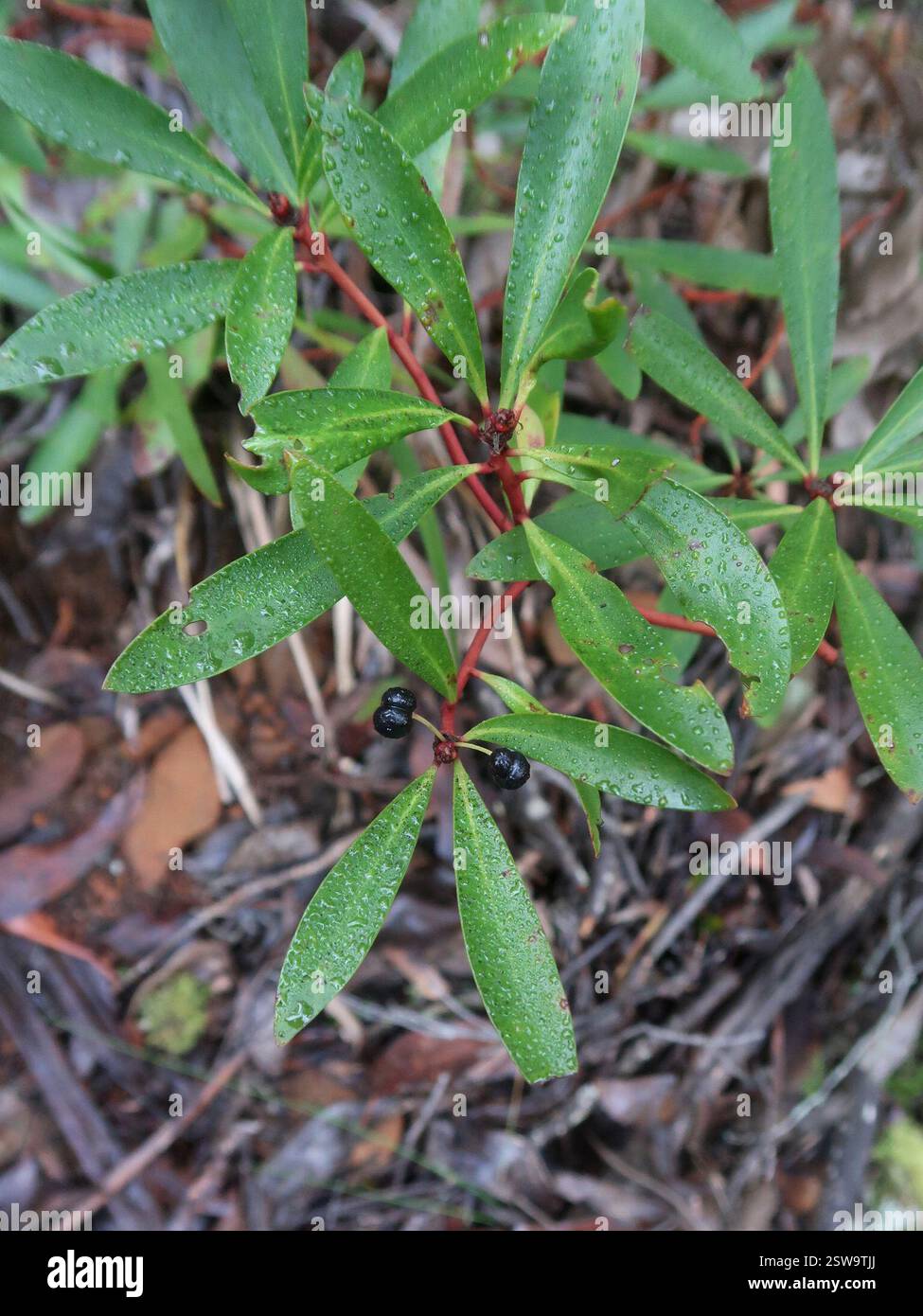 Mountain Pepper (Tasmannia lanceolata), Plantae, Cluan Tiers, Tasmania ...