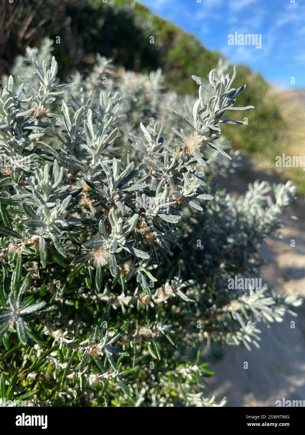 Olearia axillaris hi-res stock photography and images - Alamy