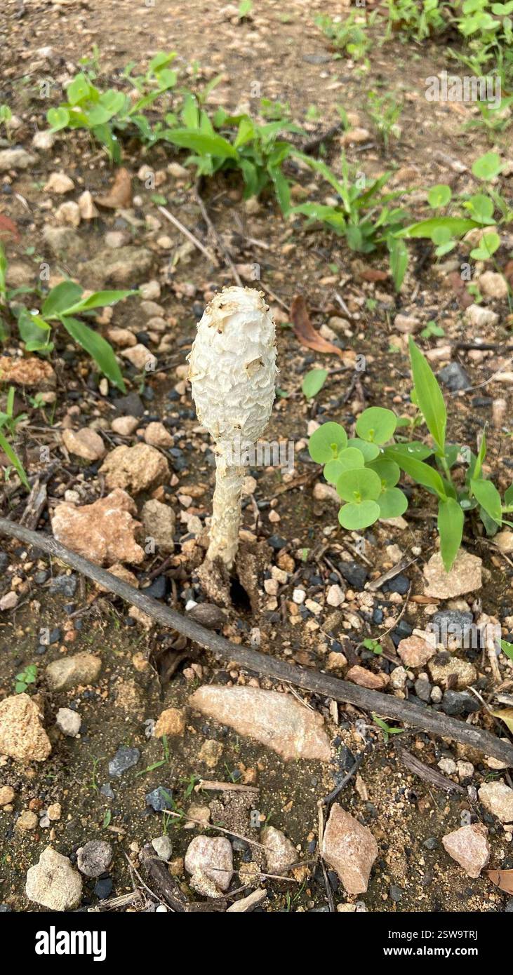 Termite Inkcaps (Podaxis), Fungi, Ranavav, Porbandar, GJ, IN Stock ...