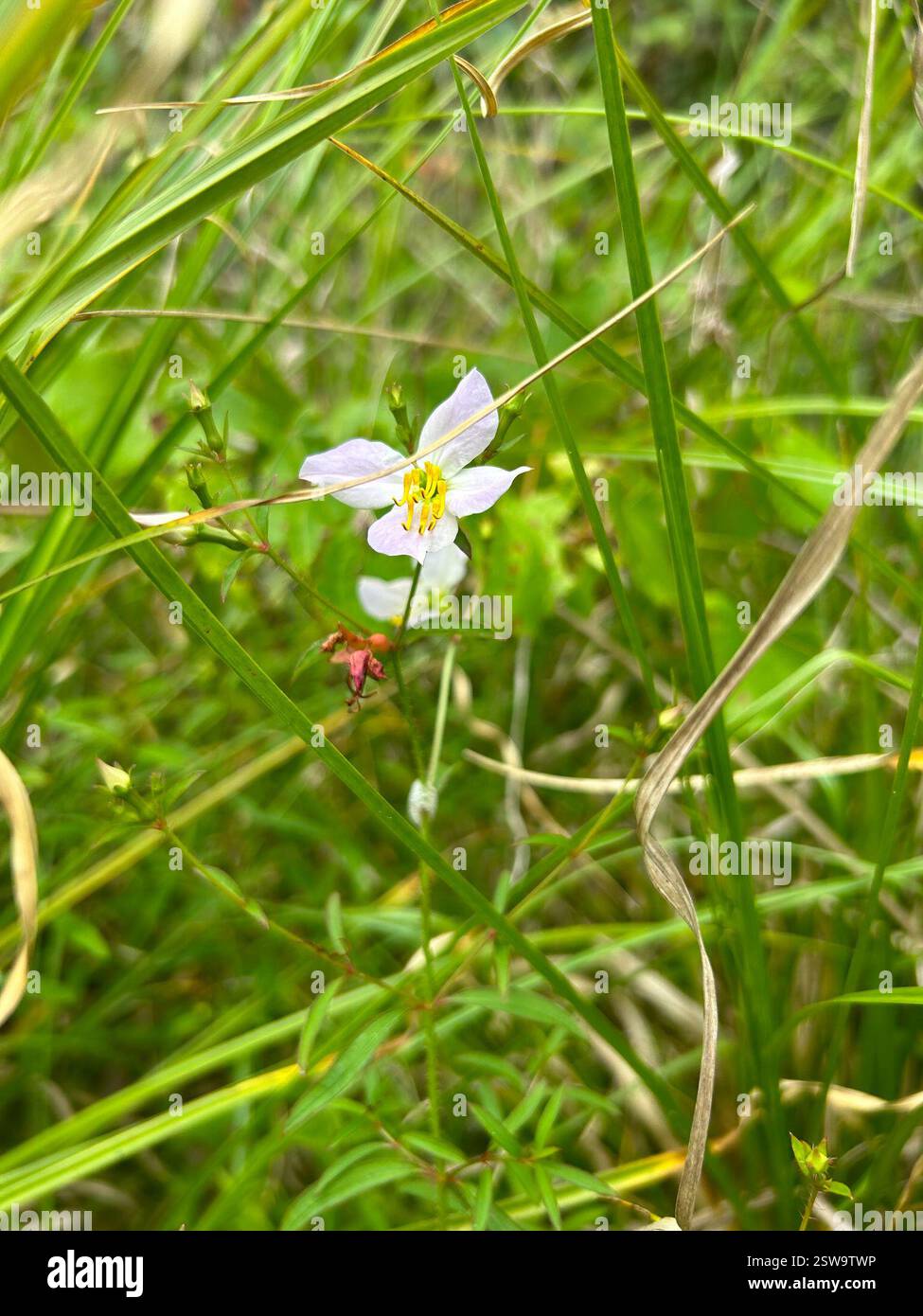 Meadowbeauties (Rhexia), Plantae, North Northwest Pensacola, Pensacola ...