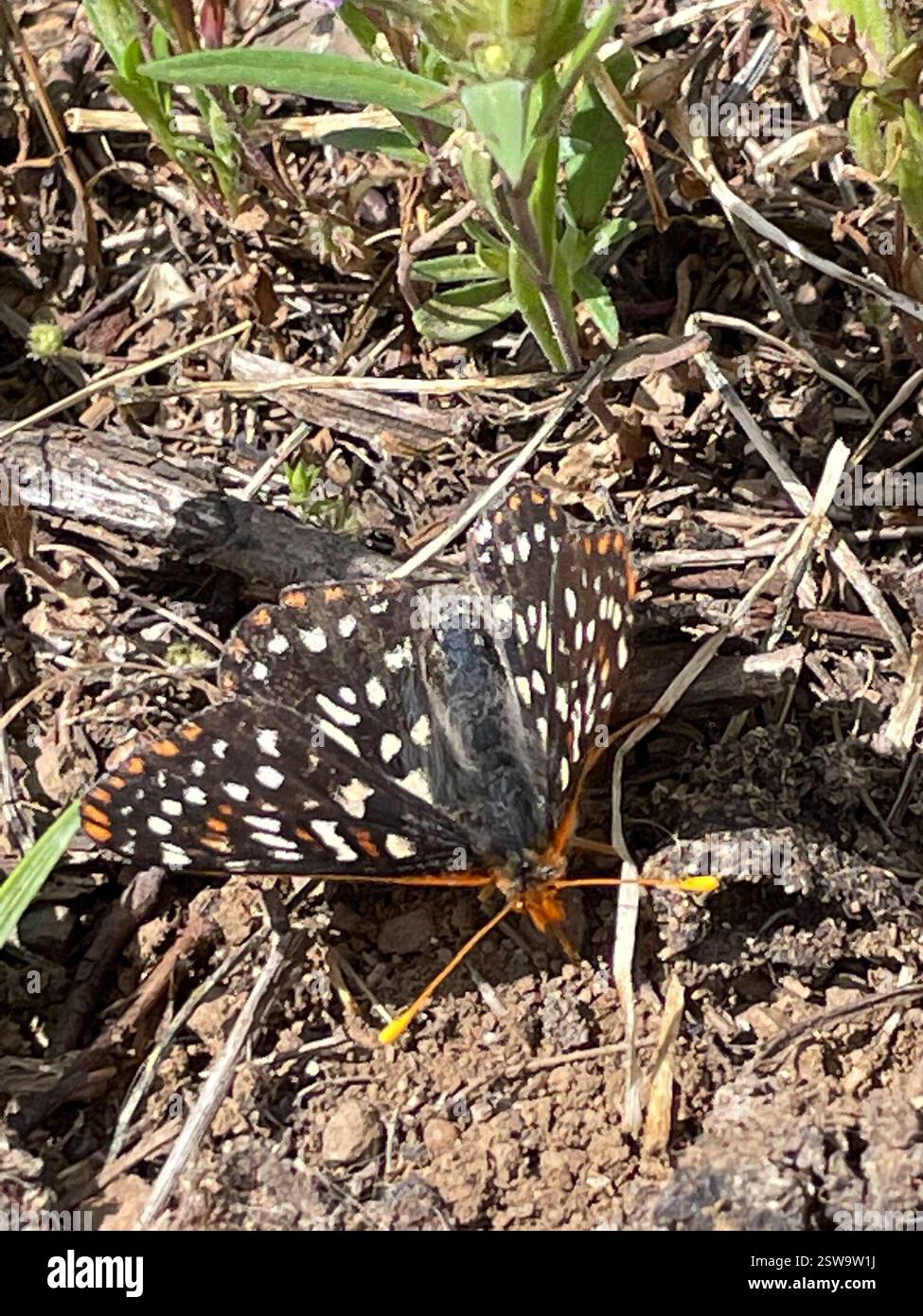 Snowberry Checkerspot (Euphydryas colon), Insecta, Anatone, WA, US ...