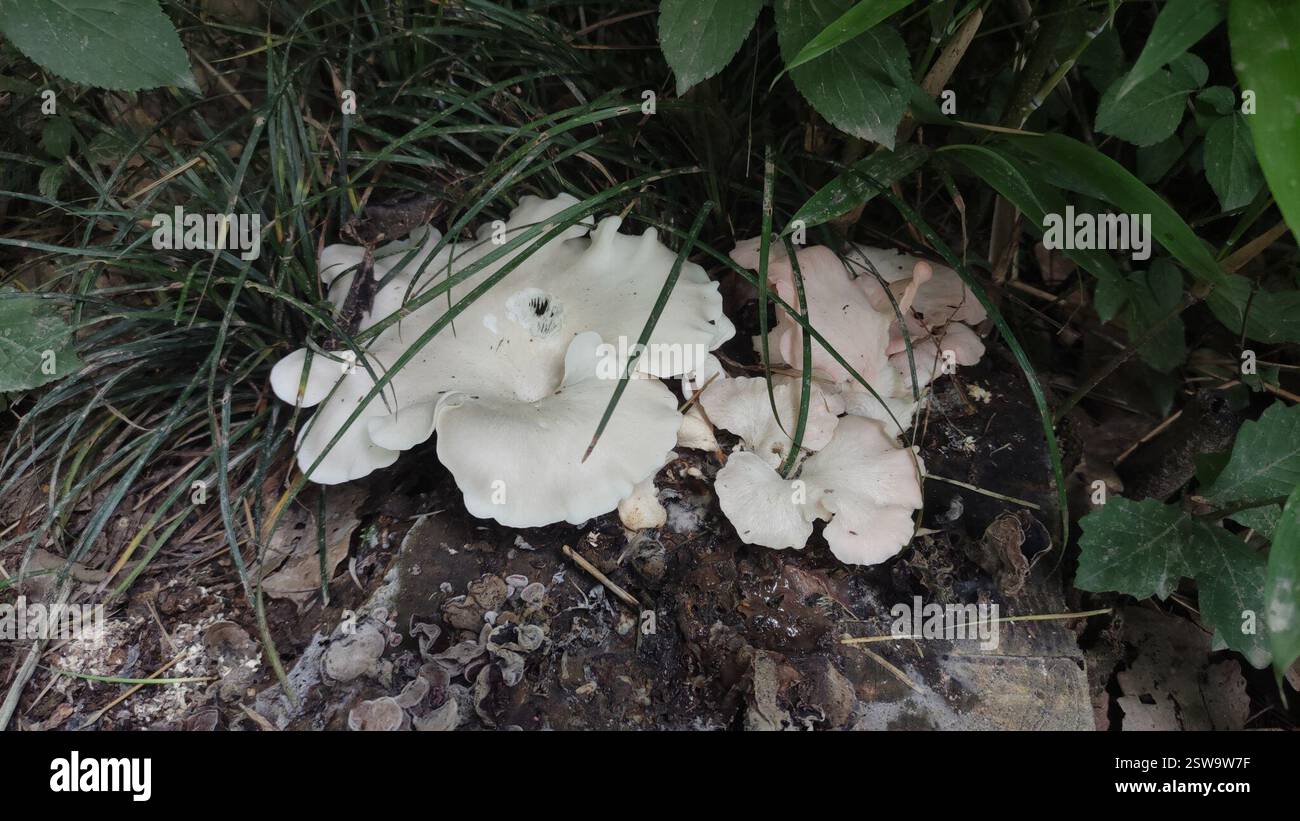 Pink Oyster Mushroom (Pleurotus djamor), Fungi, 中国浙江省杭州市西湖区 Stock Photo ...
