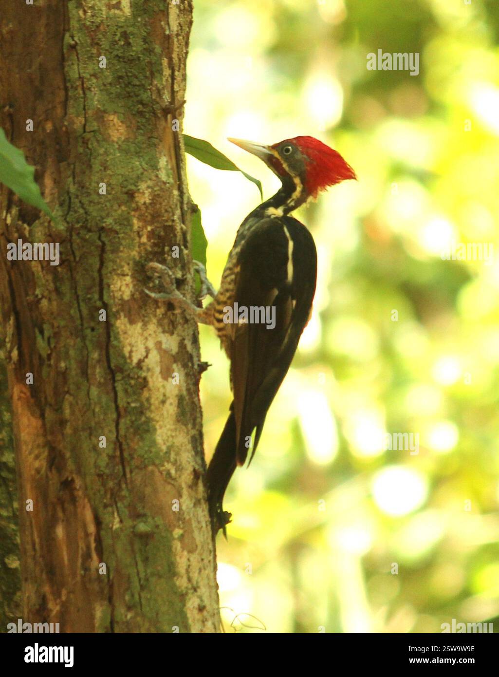 Lineated Woodpecker (Dryocopus lineatus), Aves, 77130 Q.R., México ...