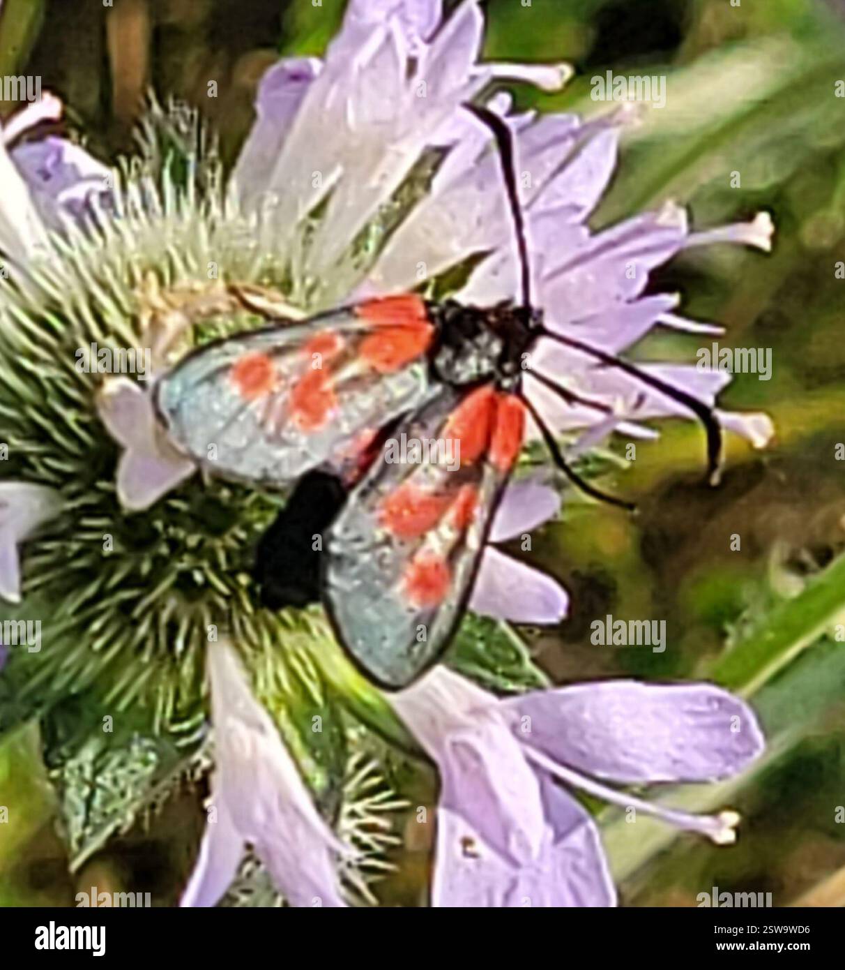 New Forest Burnet (Zygaena viciae), Insecta, 3450 Lillerød, Danmark ...