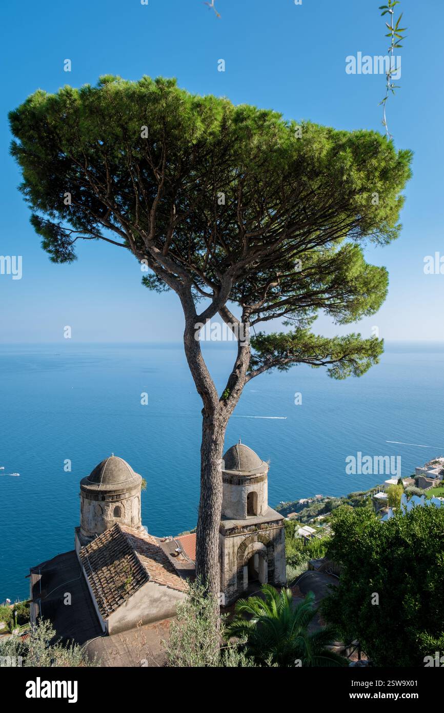 A magnificent pine tree towers over ancient stone buildings hi-res ...