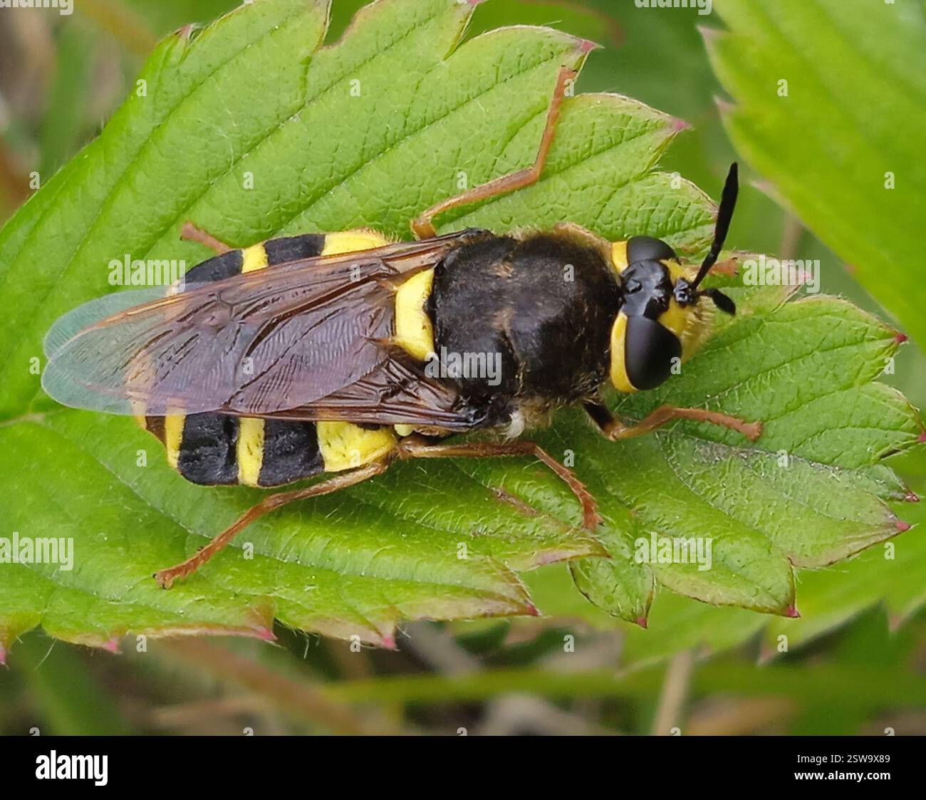 Clubbed General (Stratiomys chamaeleon), Insecta, Новосибирская обл ...