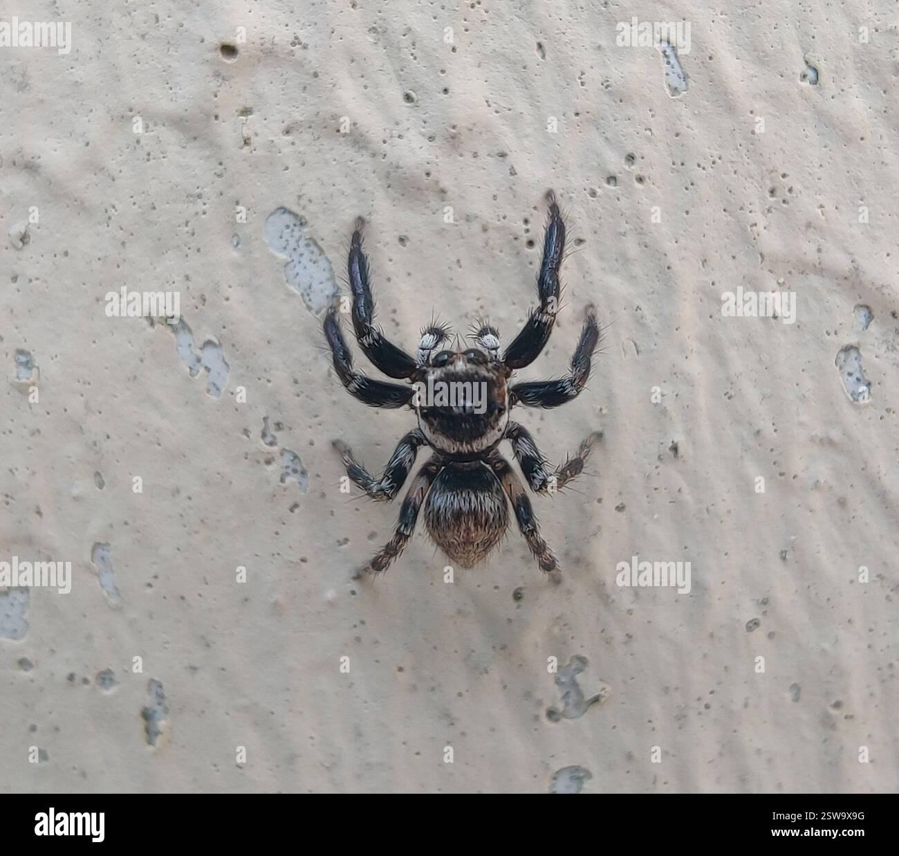 Mediterranean white-banded spider (Evarcha jucunda), Arachnida, Vis ...