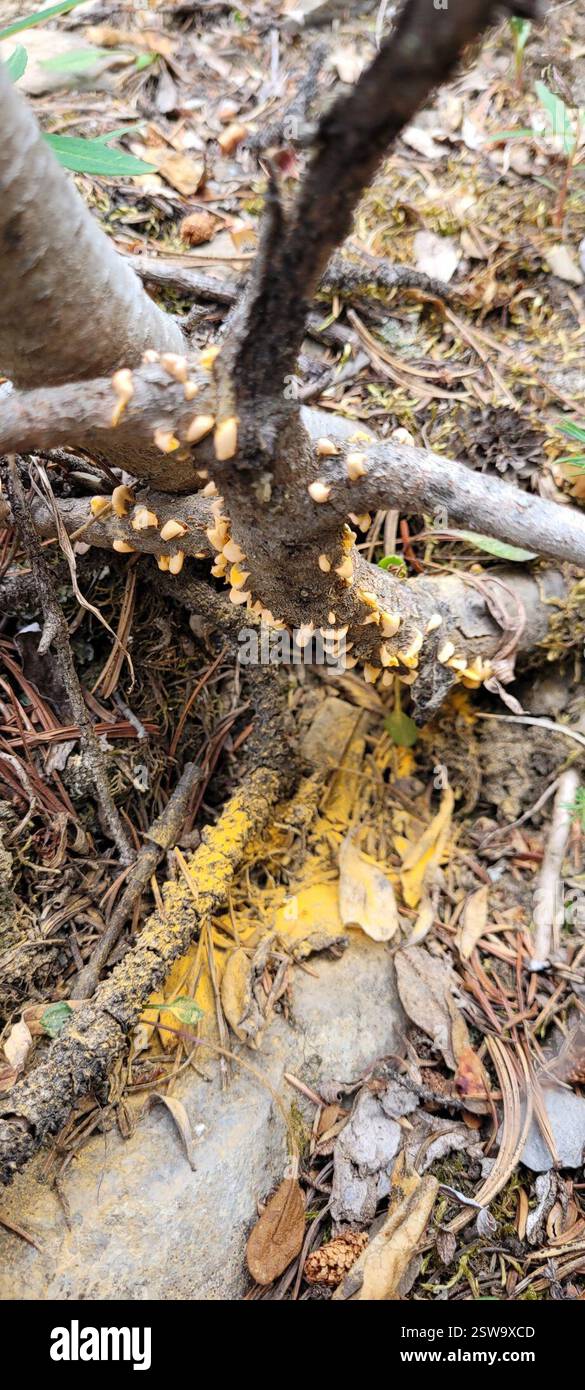 white pine blister rust (Cronartium ribicola), Fungi, Parson, BC V0A ...