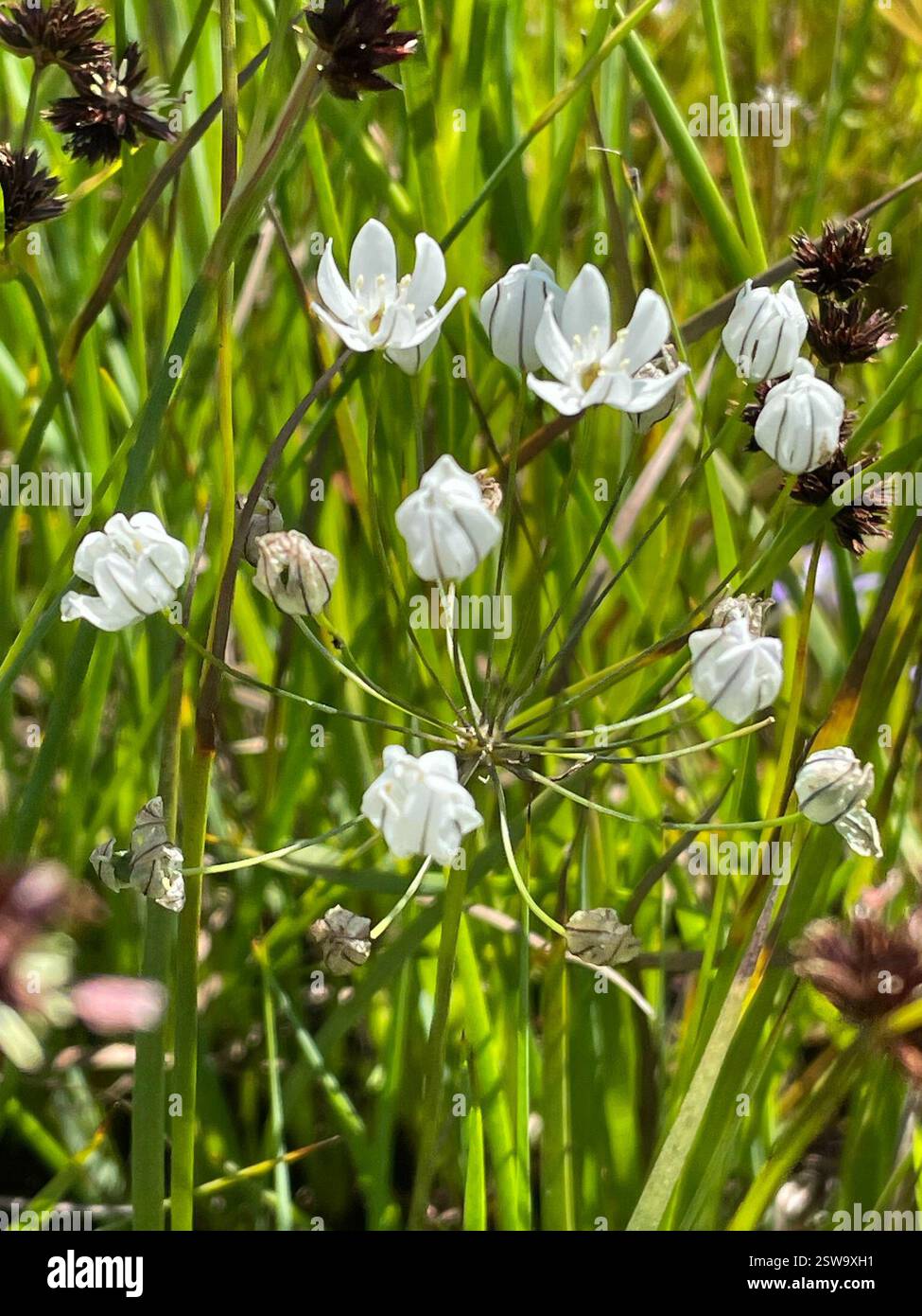 white brodiaea (Triteleia hyacinthina), Plantae, Fort Ord National ...